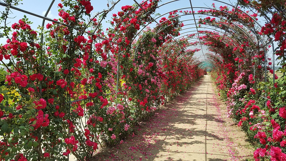 Rose Tunnel Flowers South - Free photo on Pixabay - Pixabay