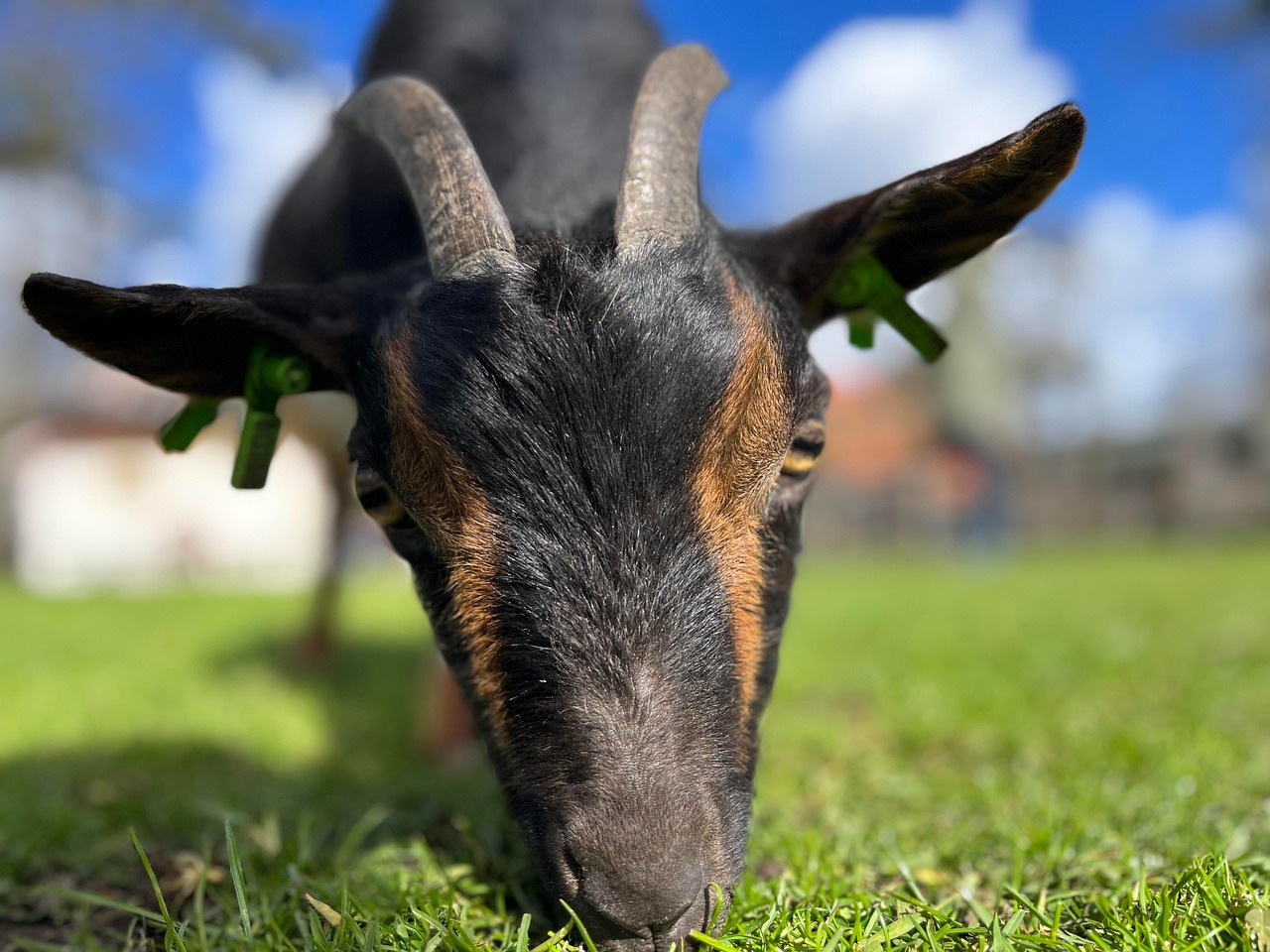 Cabra Animal Comiendo Hierba - Foto gratis en Pixabay - Pixabay