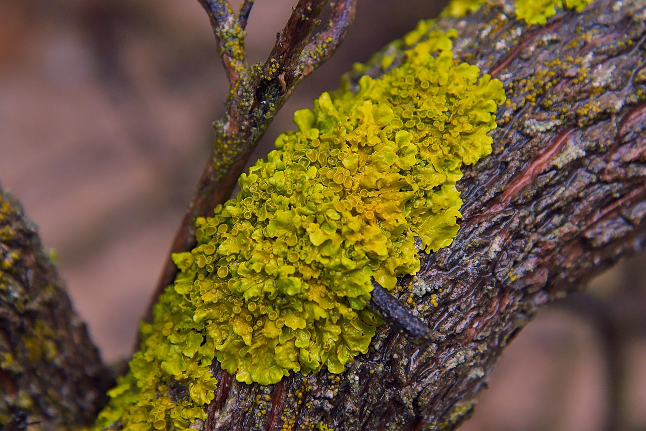 Lichen Aboyer Arbre - Photo gratuite sur Pixabay - Pixabay