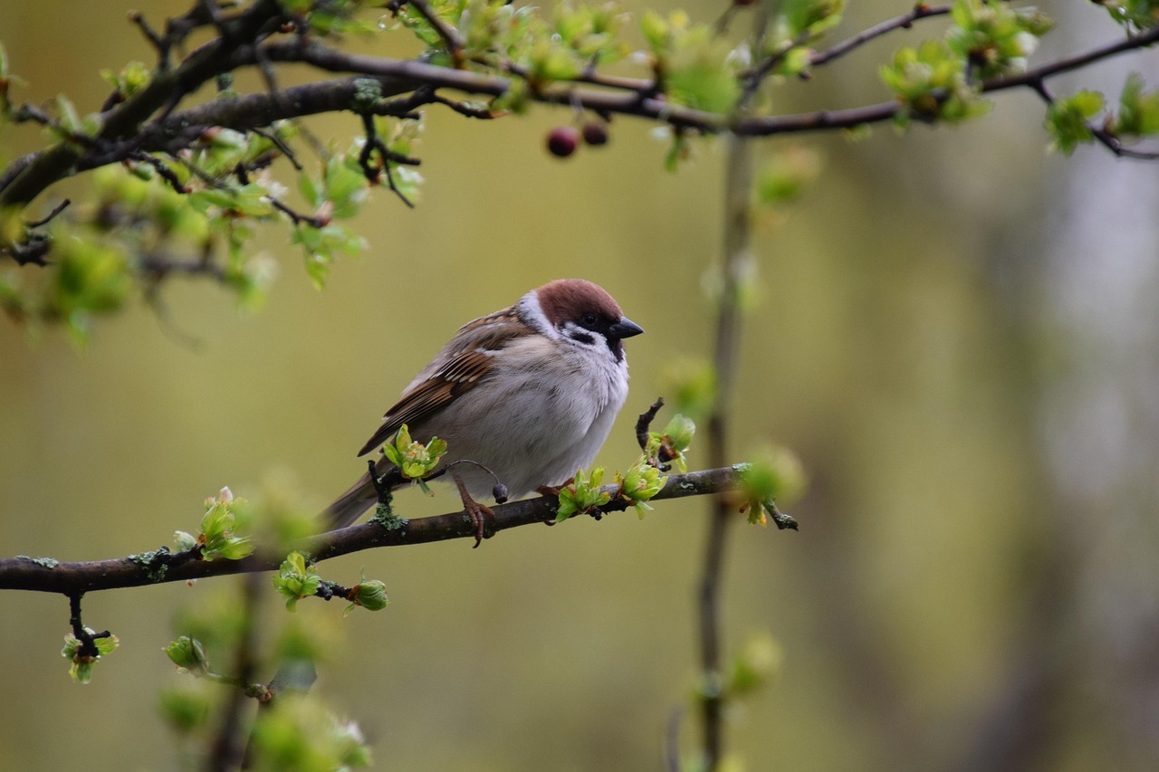 Bird Sparrow Sperling - Free photo on Pixabay