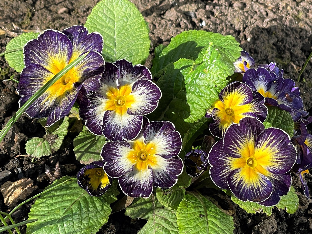 Flowers Primroses Flora Purple - Free photo on Pixabay