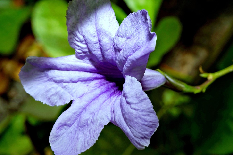 Ruellia Flower Purple Close - Free photo on Pixabay - Pixabay Ruellia Flower Purple Close - Free photo on Pixabay - Pixabay