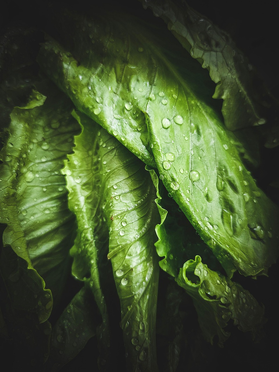 Lent Lettuce Veggie - Free photo on Pixabay - Pixabay