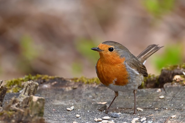 Robin Bird Songbird - Free photo on Pixabay