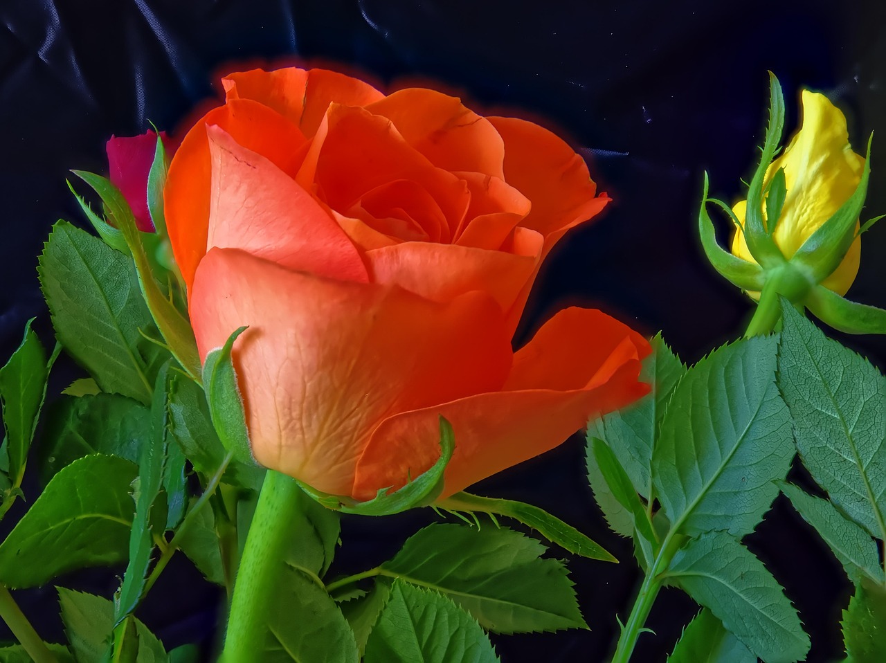Rose Flora Pflanzen - Kostenloses Foto auf Pixabay - Pixabay
