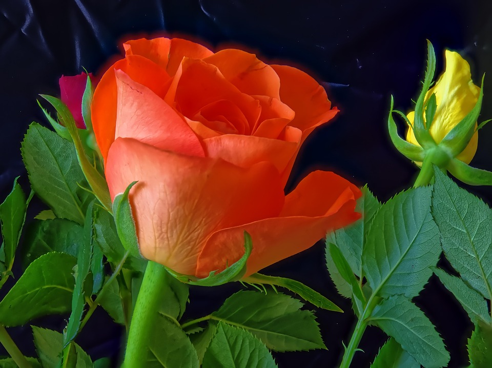 Rose Flore Les Plantes - Photo gratuite sur Pixabay - Pixabay