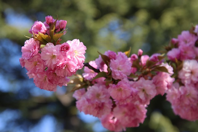 Cherry Blossoms Pink Flowers - Free photo on Pixabay
