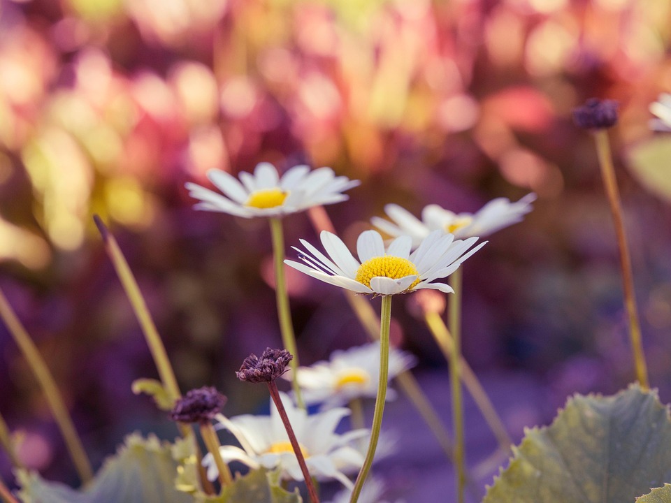 Daisies Flowers White - Free photo on Pixabay