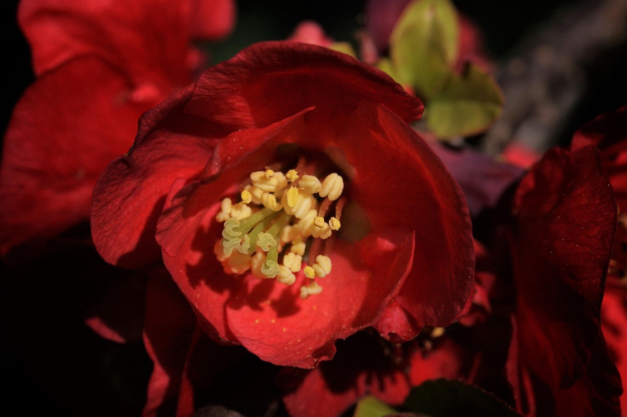False Quince Shrubbery Blossoms - Free photo on Pixabay - Pixabay