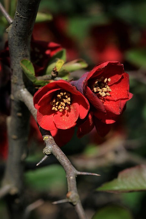 False Quince Thornbush Red Flowers - Free photo on Pixabay