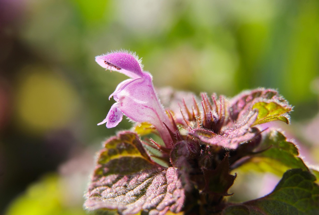 Flower Spring Plant - Free photo on Pixabay