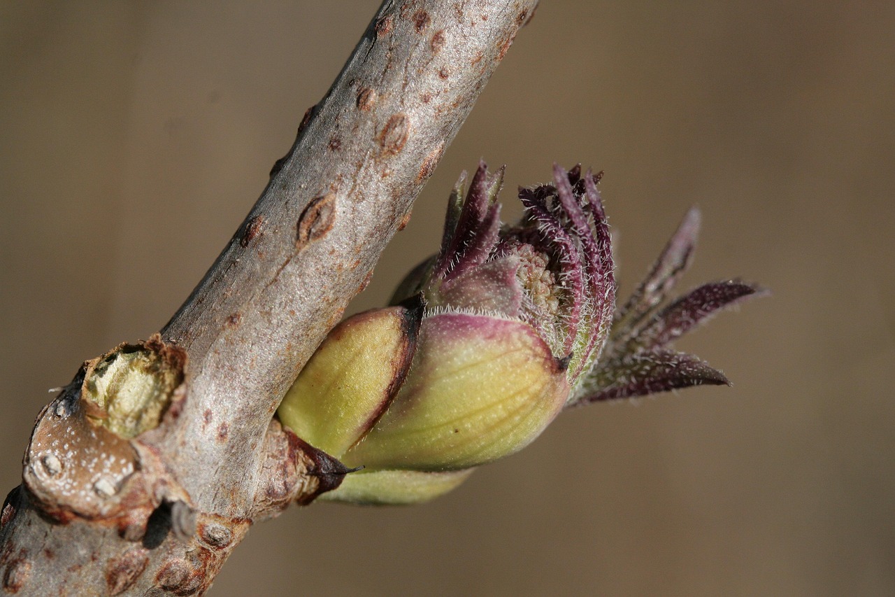Arbustes Bourgeon Floral Pousse De - Photo gratuite sur Pixabay - Pixabay