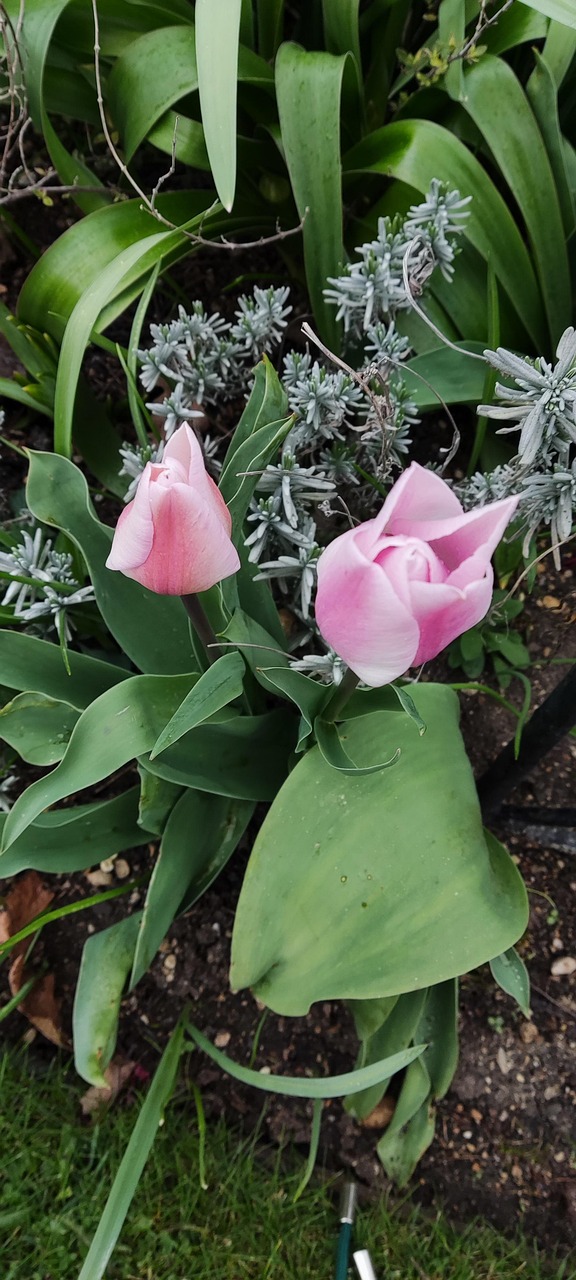 Pink Tulip Spring Garden - Free photo on Pixabay - Pixabay