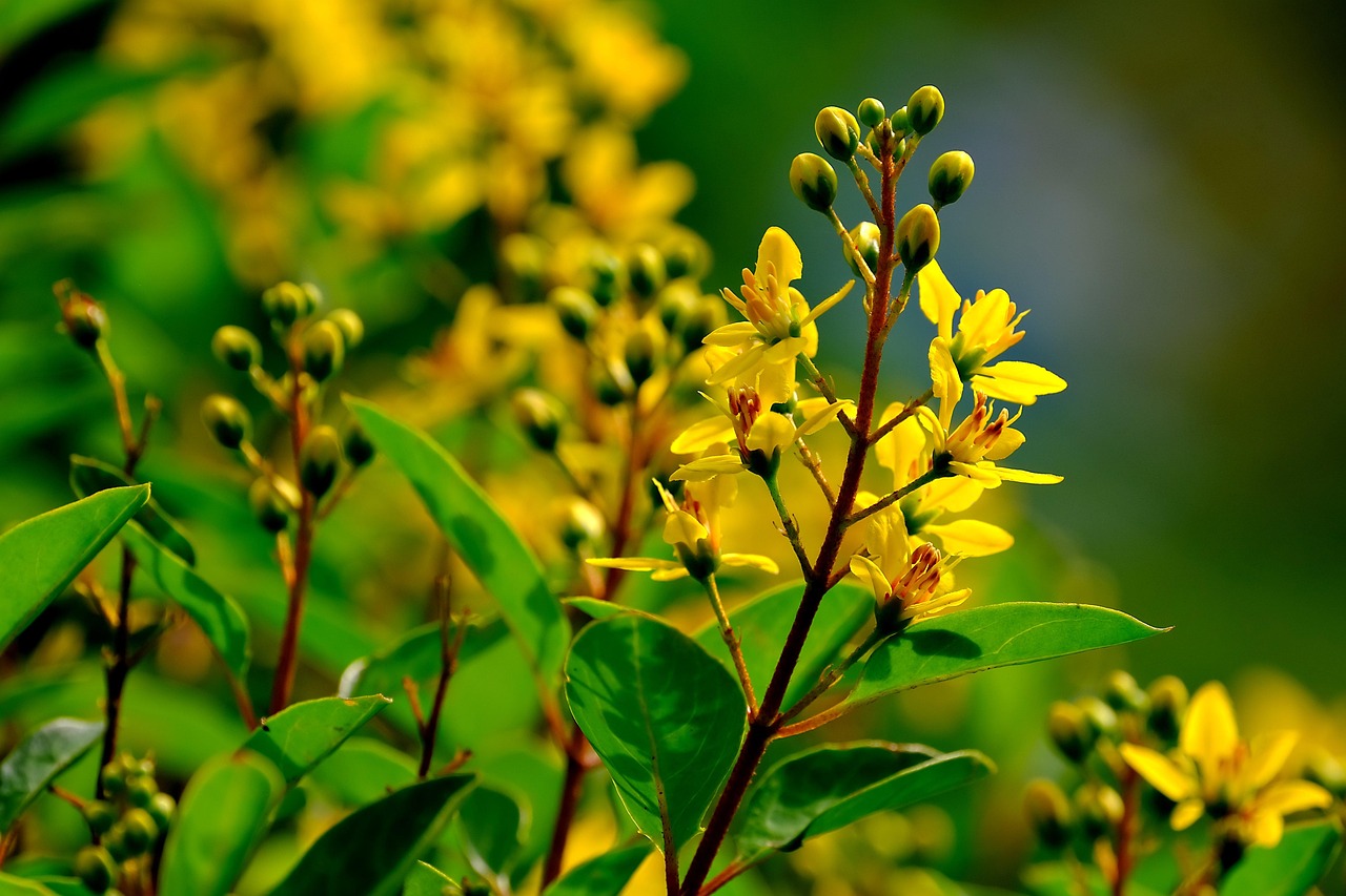 Flowers Botany Bloom - Free photo on Pixabay - Pixabay