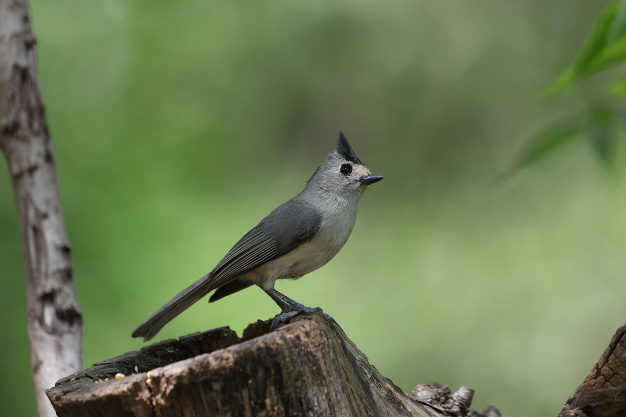 600+ Free Backyard Birds & Backyard Photos - Pixabay