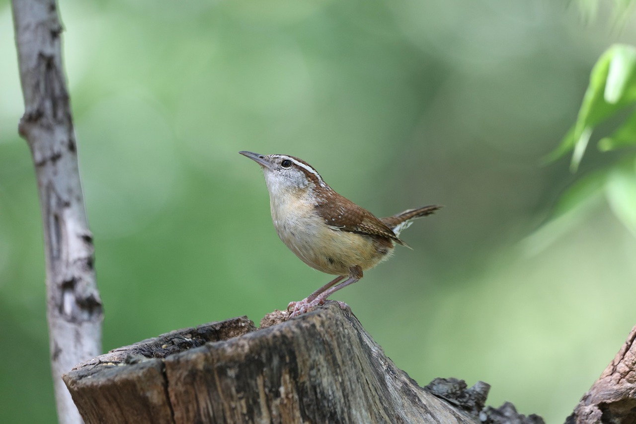 Carolina Wren Bird - Free photo on Pixabay