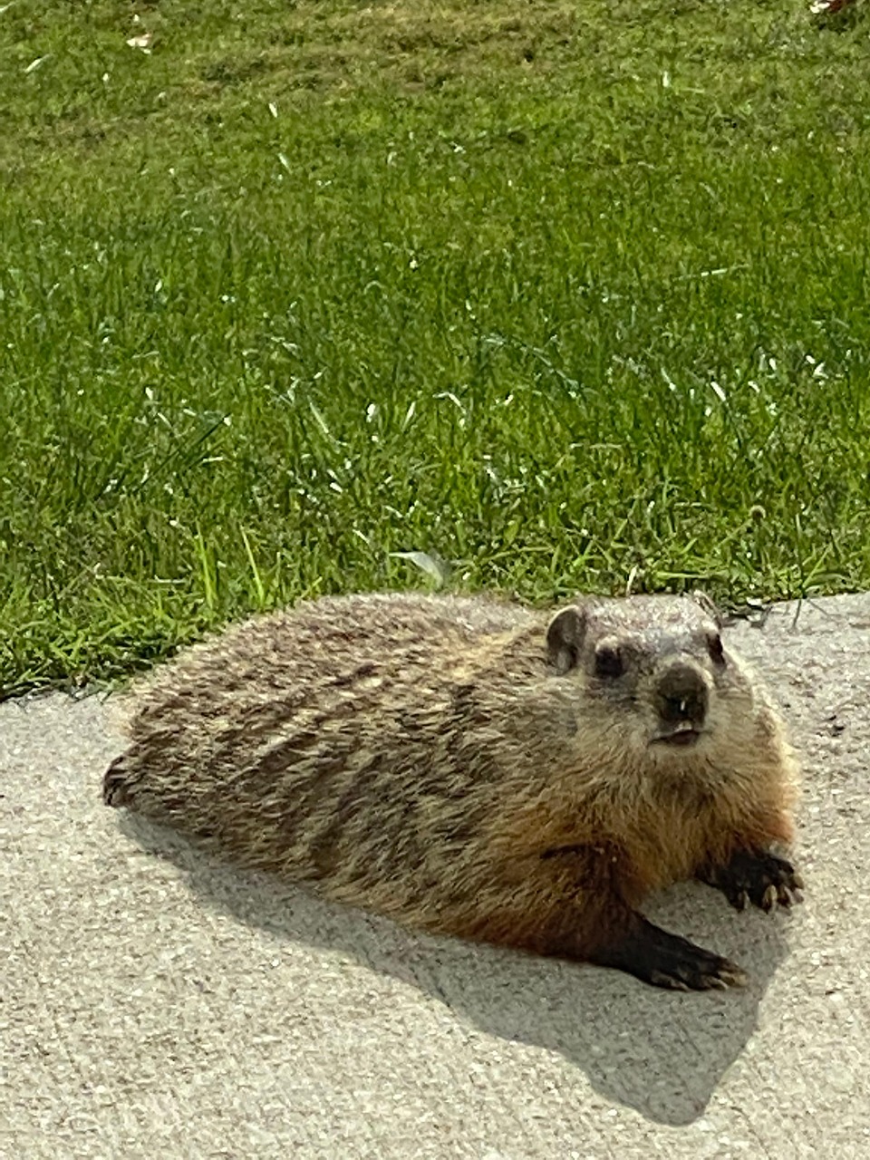 Animal Mamífero Gopher - Foto gratuita no Pixabay - Pixabay