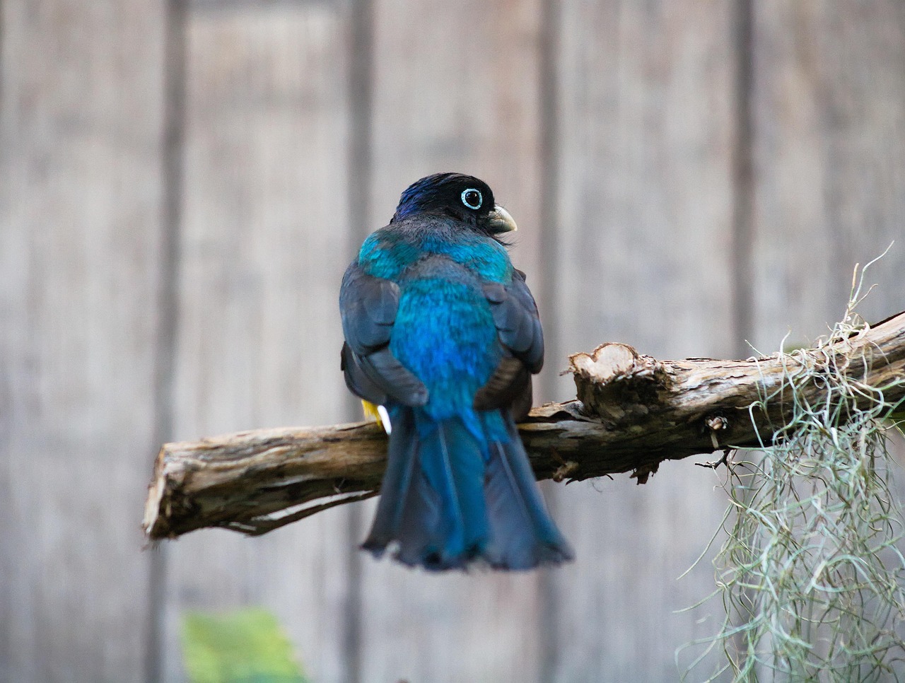 Pájaro Ornitología Especies - Foto gratis en Pixabay - Pixabay