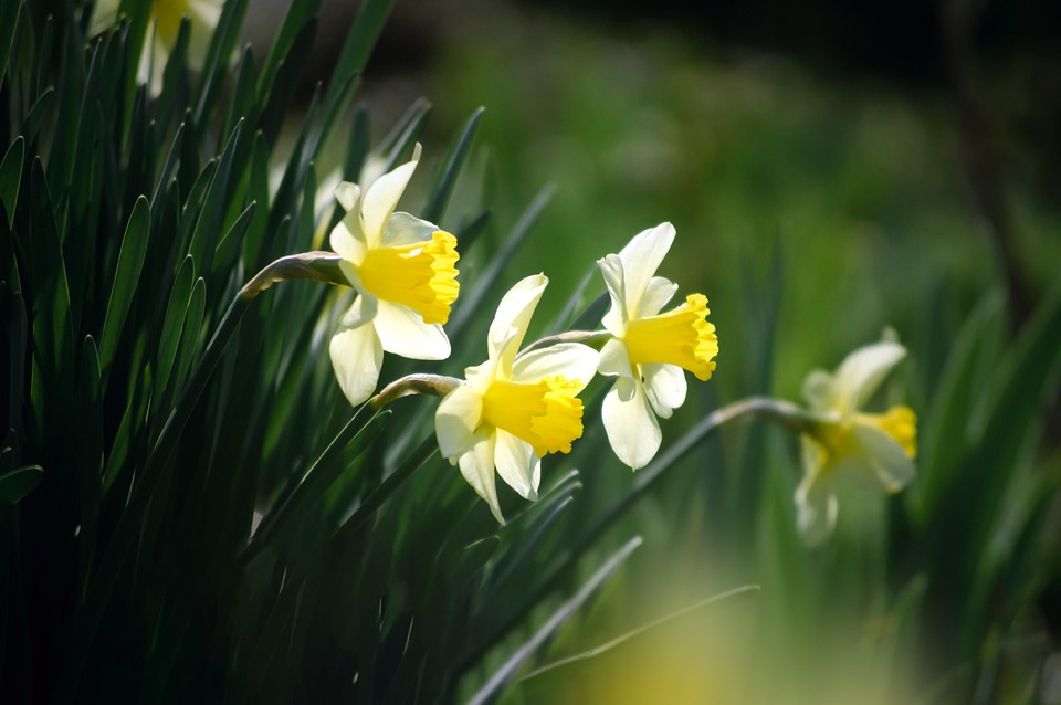 Flowers Spring Bloom - Free photo on Pixabay