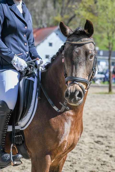 Pferd Reiten Reitpony - Kostenloses Foto auf Pixabay