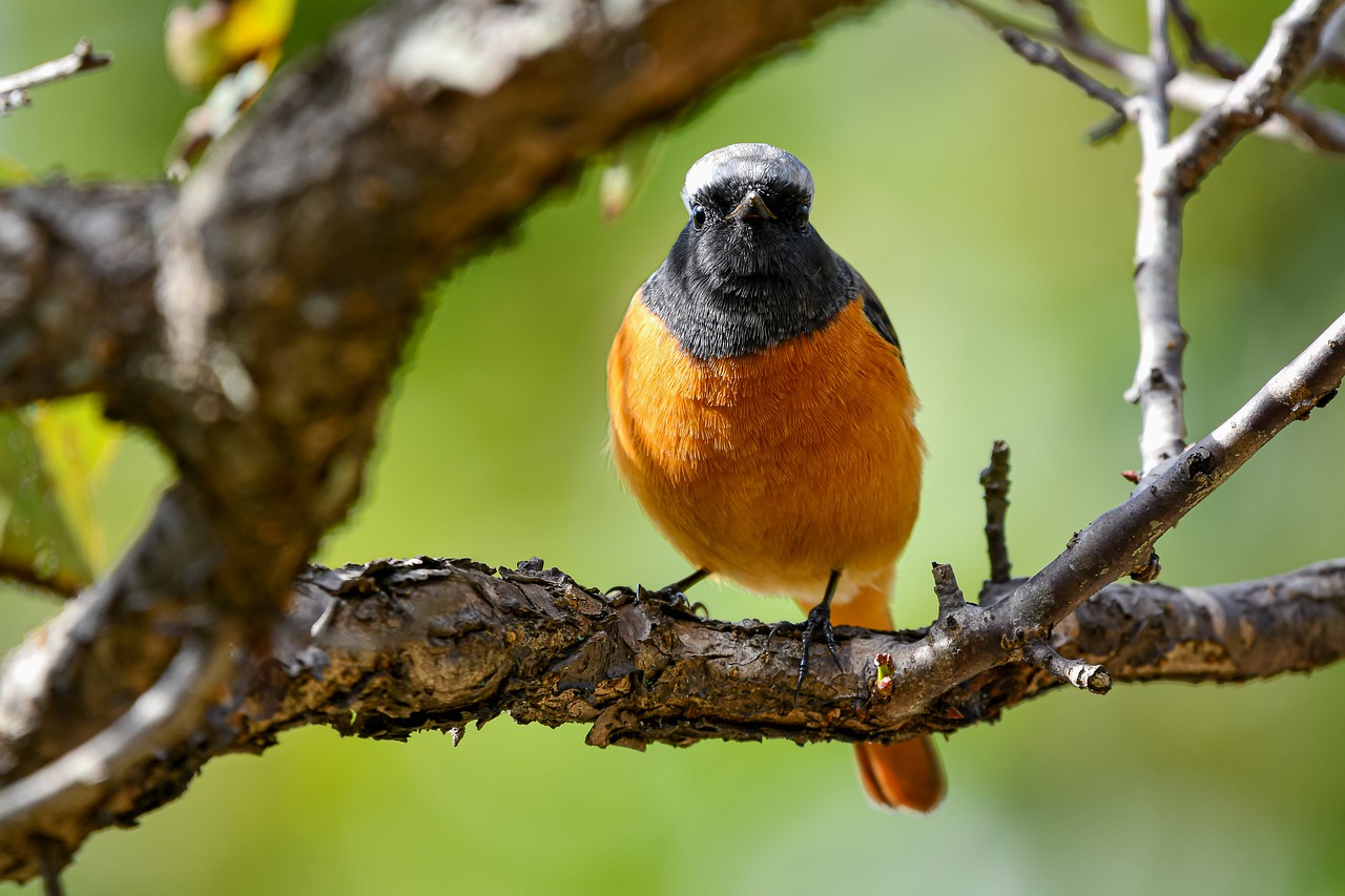 Bird Daurian Redstart Ornithology - Free photo on Pixabay - Pixabay