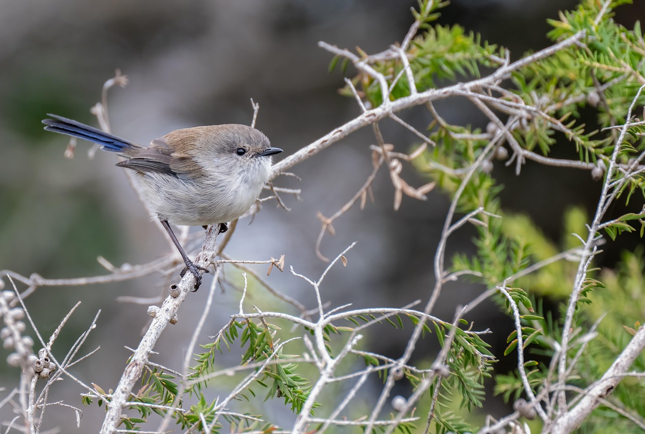 400+ Free Wren & Bird Images - Pixabay