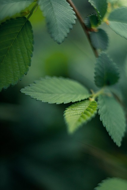 Frunze Frunziş Natura - Fotografie gratuită pe Pixabay - Pixabay