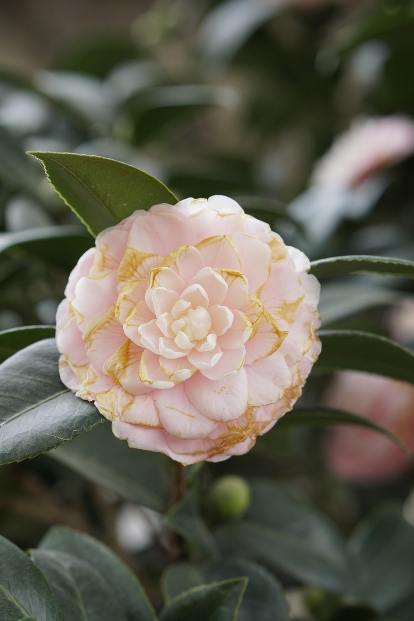 Tea Flower Blue Spring - Free photo on Pixabay
