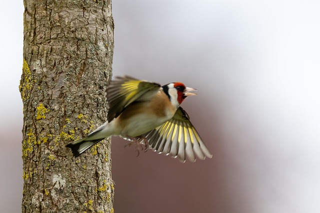 Goldfinch Stieglitz Bird - Free photo on Pixabay - Pixabay