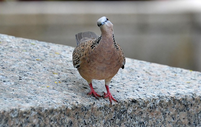 Pearl-Necked Pigeon Tiger Neck - Free photo on Pixabay - Pixabay