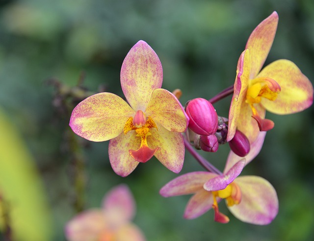 Orchid Fresh Gardens - Free photo on Pixabay