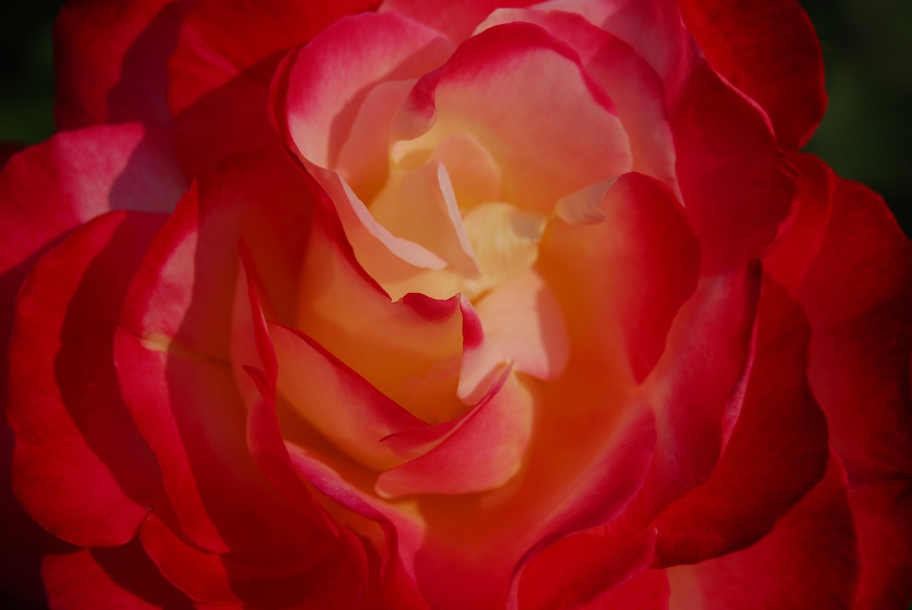 Rose Flower Petals - Free photo on Pixabay