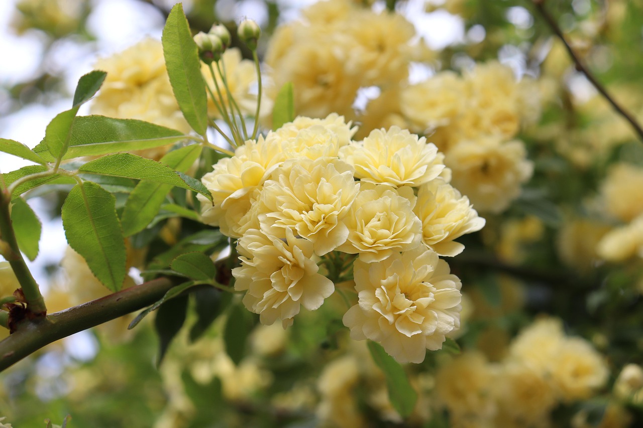Flowers Flowering Shrub Spring - Free photo on Pixabay