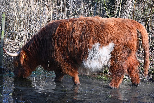 Cow Wild Animal - Free photo on Pixabay