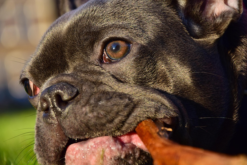 Anjing Buldog Rawa - Foto gratis di Pixabay - Pixabay