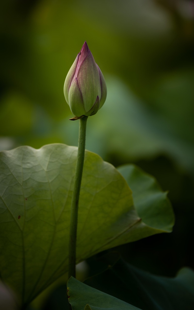 Lotus Flower Bud Pond Close - Free photo on Pixabay - Pixabay