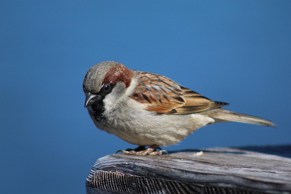 Sparrow Bird Wildlife - Free photo on Pixabay