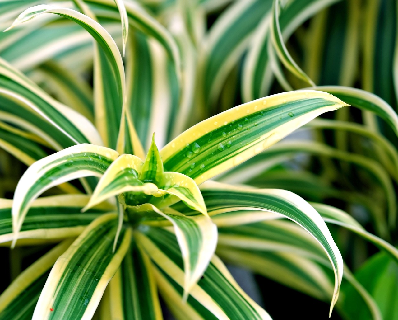 Leaves Stripped Foliage - Free photo on Pixabay
