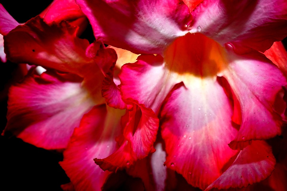 Flower Petals Adenium - Free photo on Pixabay