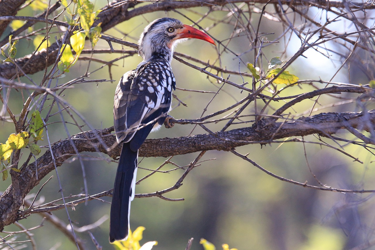 200+ Free Hornbill & Bird Images - Pixabay