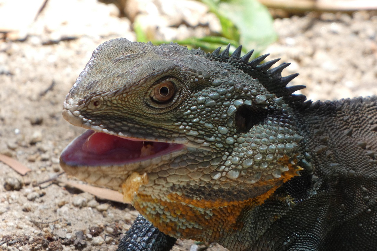 Animal Pictures Photography - Free photo on Pixabay