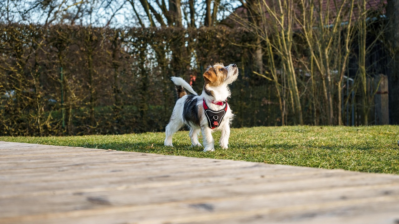 Jack Russell Terrier Dog Domestic - Free photo on Pixabay - Pixabay