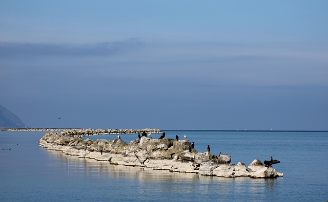 Bird Sanctuary Birds Sea - Free photo on Pixabay