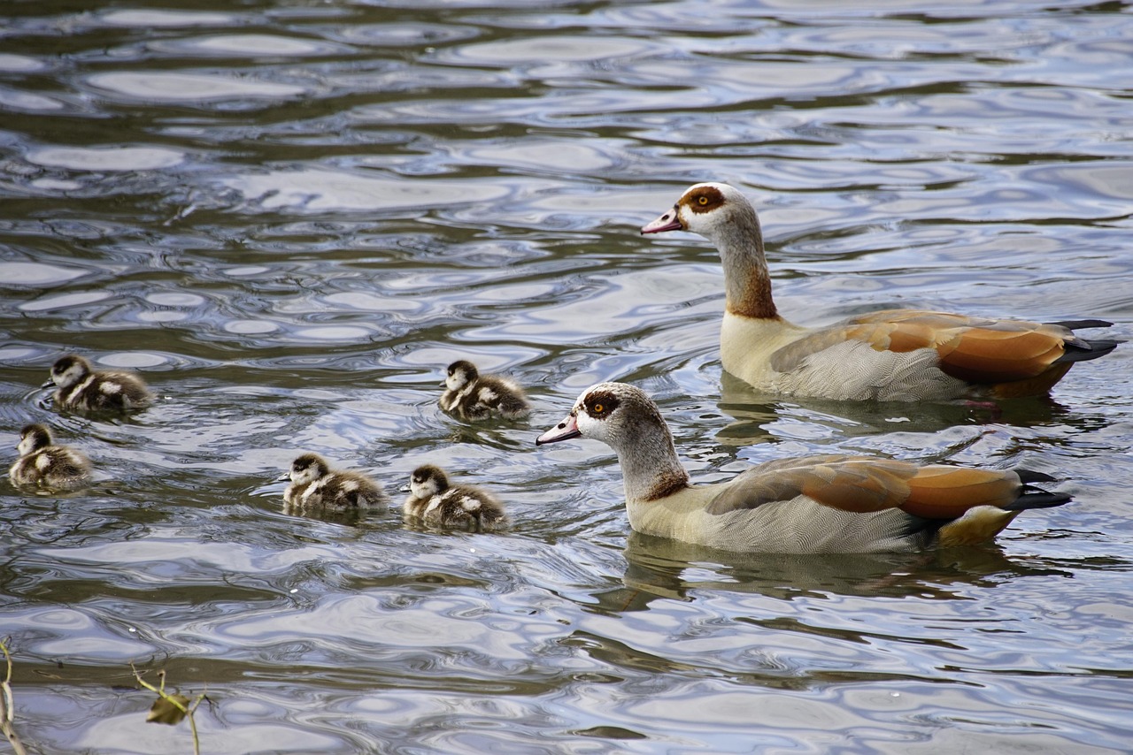 Egyptian Geese Waterfowls Lake - Free photo on Pixabay