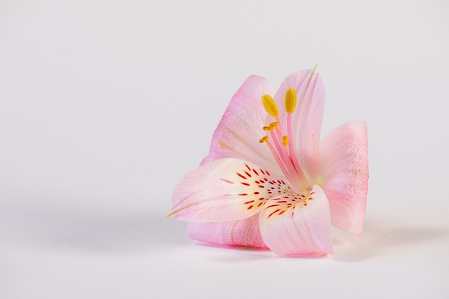 Lily Of The Incas Flower Plant - Free photo on Pixabay