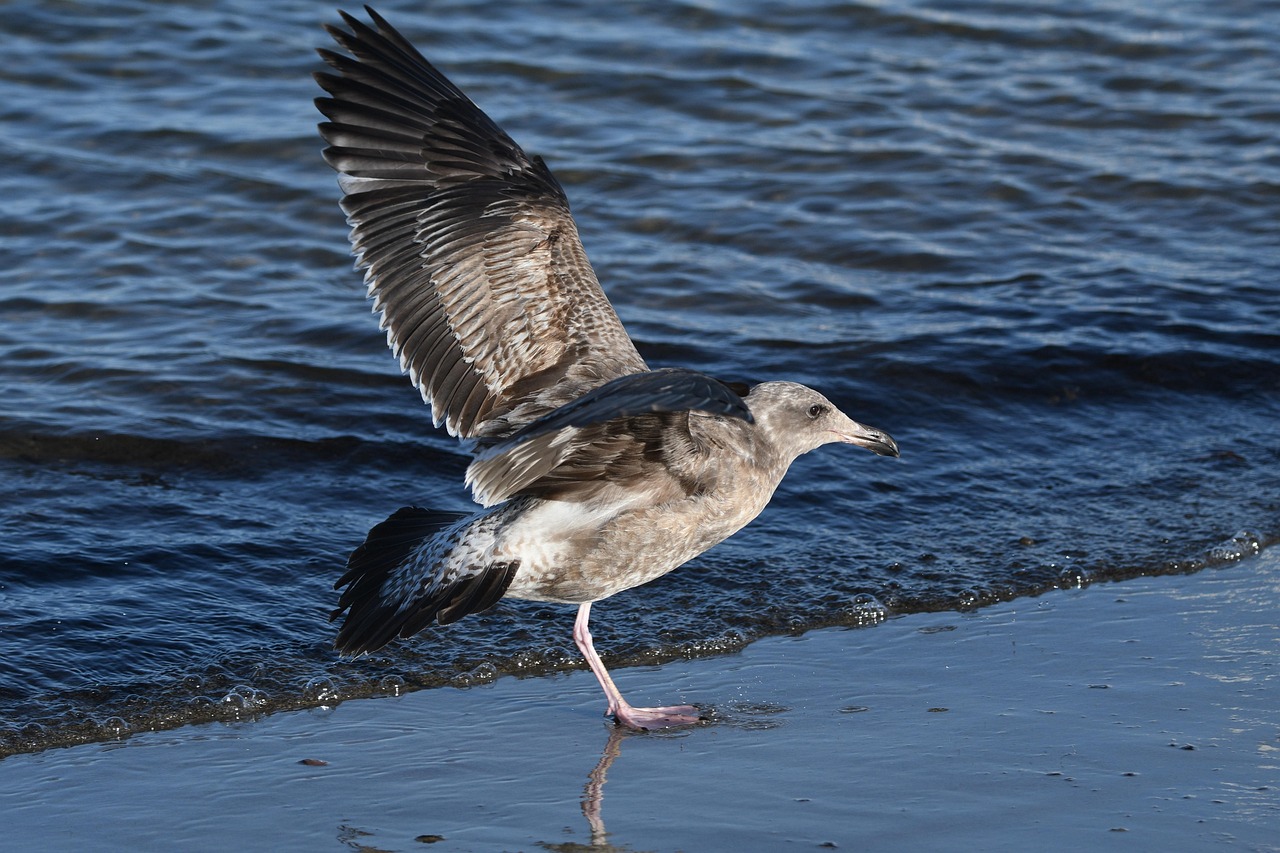 California Gull Beach Bird - Free photo on Pixabay