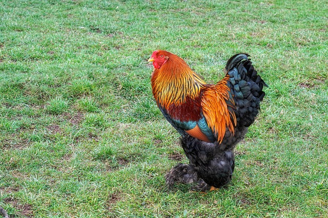Satwa Margasatwa Jenis Ayam - Foto gratis di Pixabay - Pixabay
