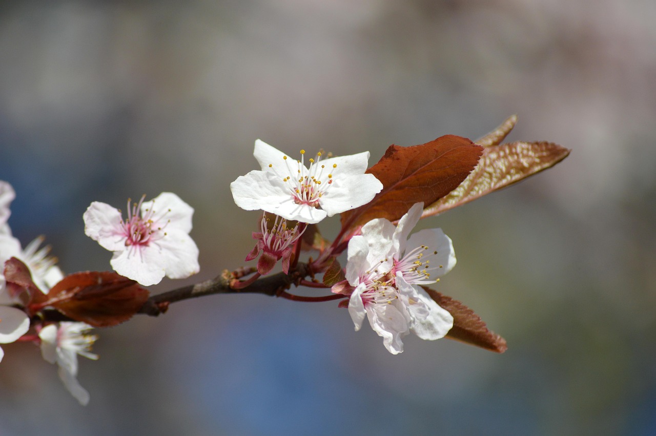 Cherry Blossoms Tree Sakura - Free photo on Pixabay - Pixabay