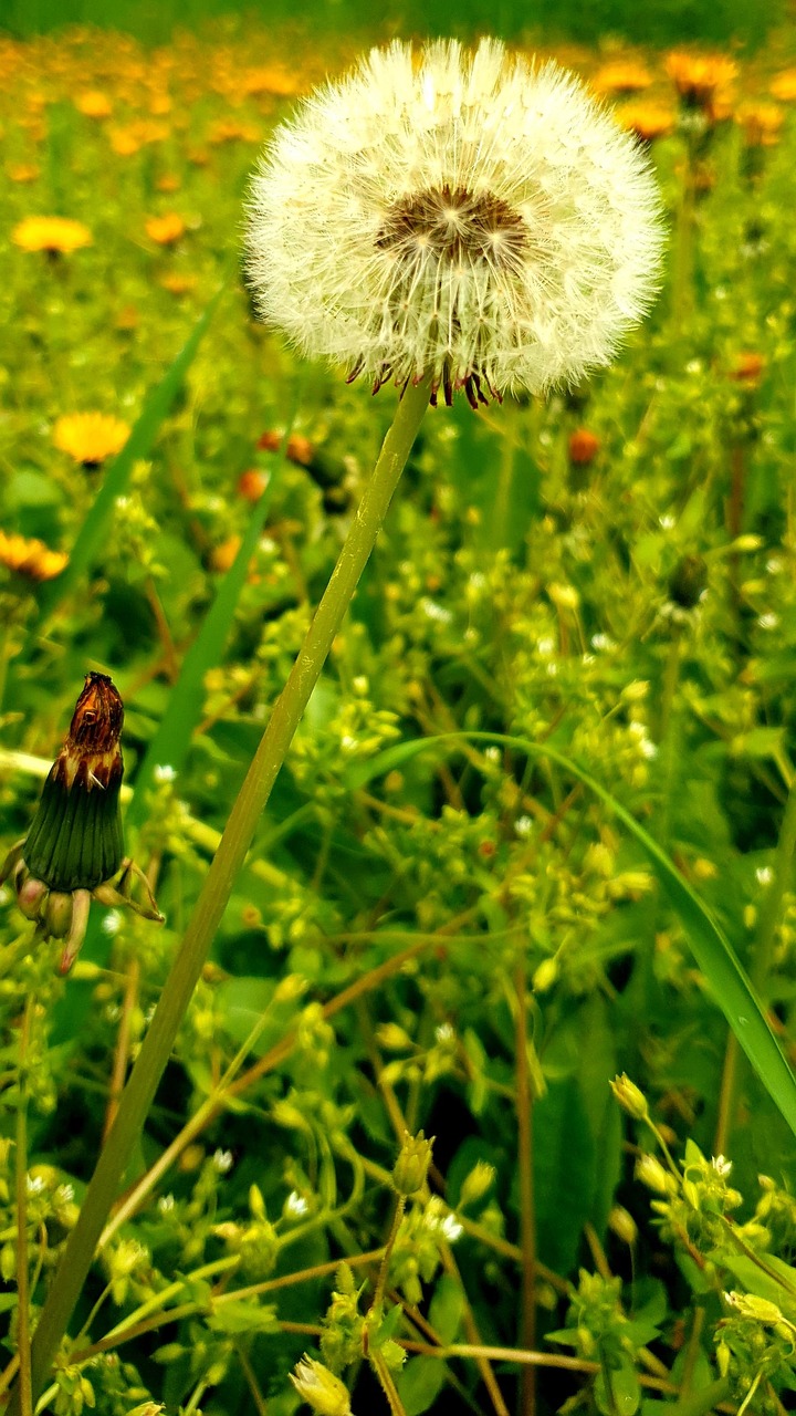 Dandelion Nature Garden - Free photo on Pixabay