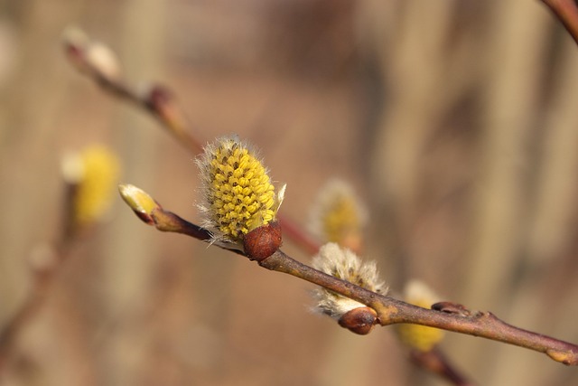 Branch Bush Blossom Catkins - Free photo on Pixabay